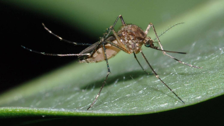 Established Mosquito Control Business in Genesee County, Michigan ...