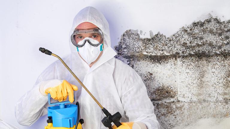 Mold Remediation - grosses over 600k annually (685 this past year) in ...