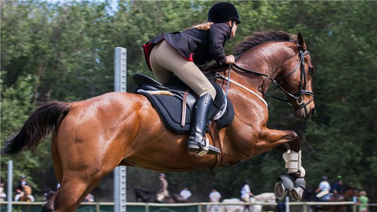 Established Equestrian Retail Store in Prime Central CT Location in New ...