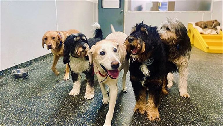 Multi-Unit Pet Grooming & Wellness Chain – 10 Prime Locations in ...