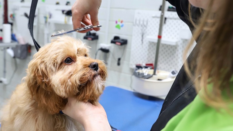 Mobile Pet Grooming Business | Waco, TX in McLennan County, Texas ...