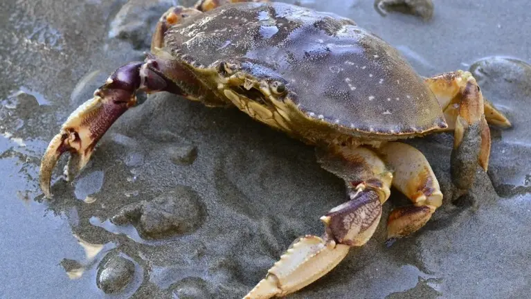 Absentee Seafood Restaurant for Sale or Asset Sale (2nd Gen Space) in ...